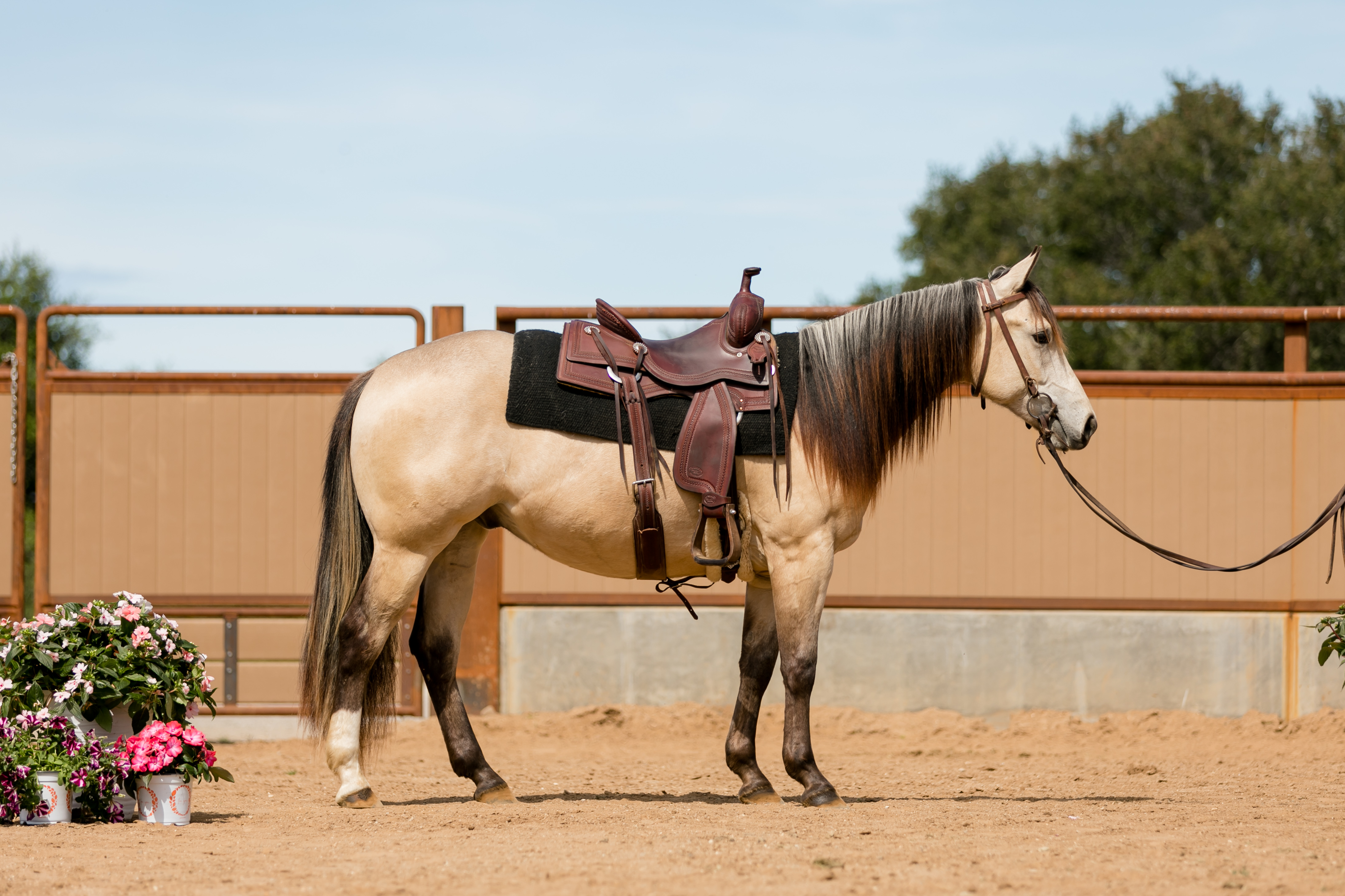 Latte Wild Card - Performance Horse Sales - Cal Poly, San Luis Obispo